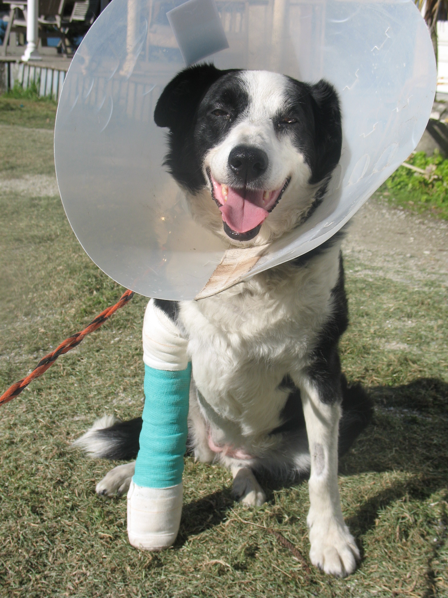 Letter from an exasperated Floss - a dog with a sore leg | Rae Roadley ...